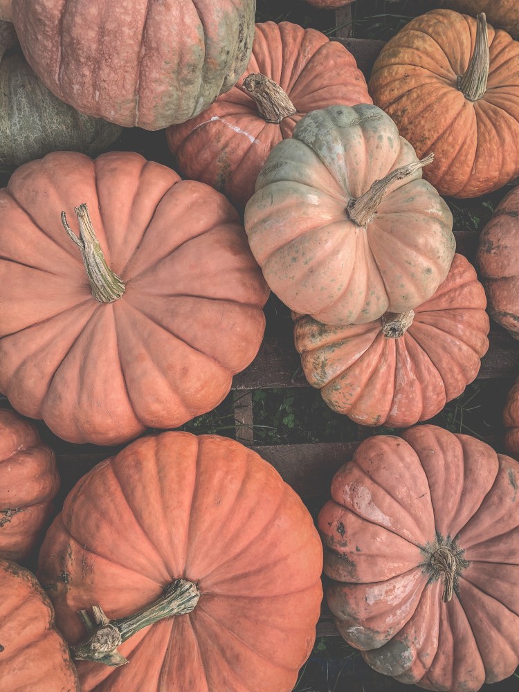 Seasonal Attractions – Dirt Poor Farm