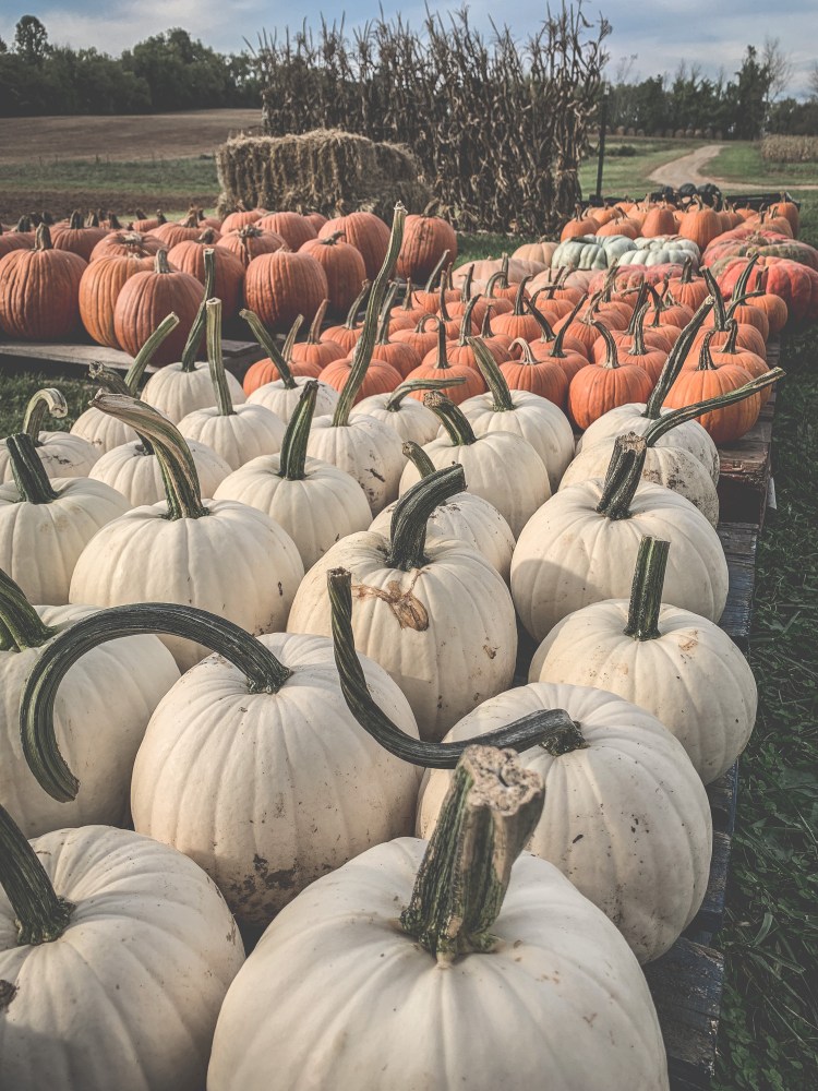 Seasonal Attractions – Dirt Poor Farm