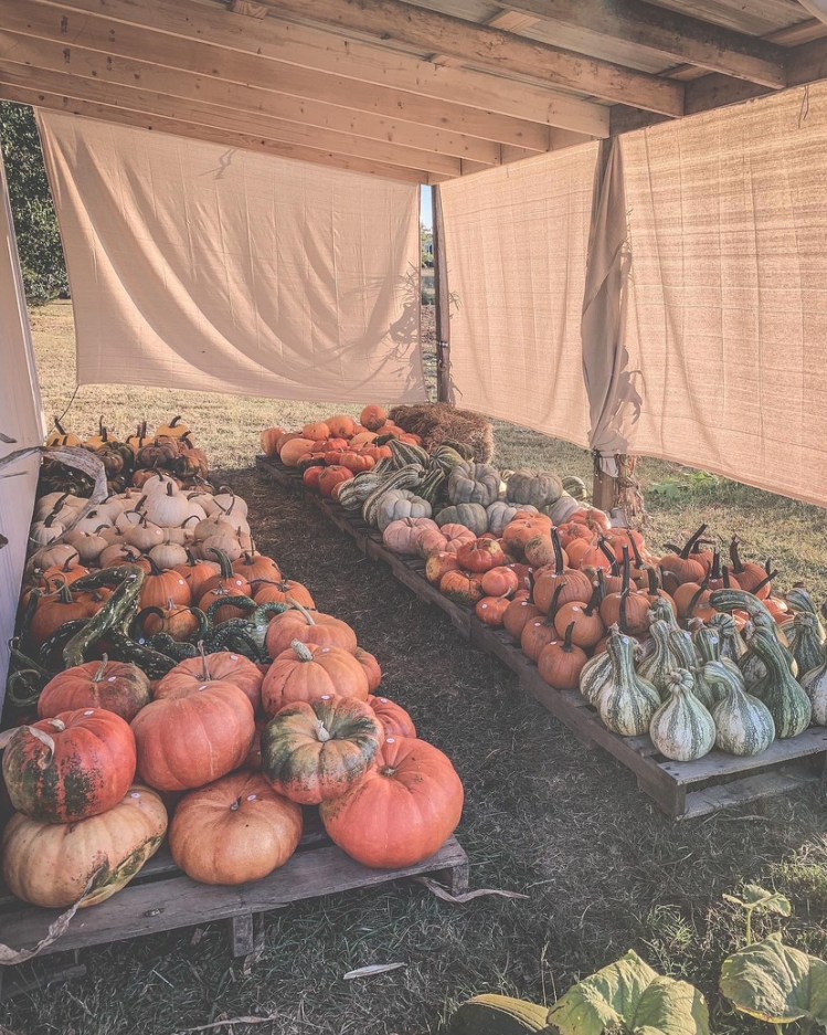 Seasonal Attractions – Dirt Poor Farm