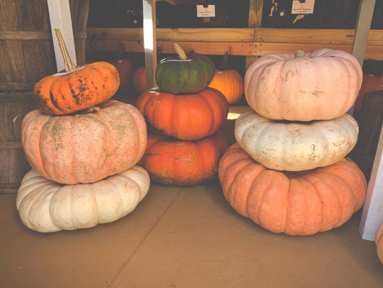 Seasonal Attractions – Dirt Poor Farm