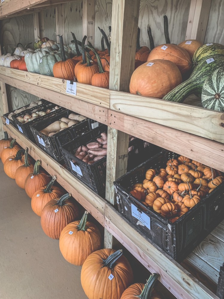 Seasonal Attractions – Dirt Poor Farm