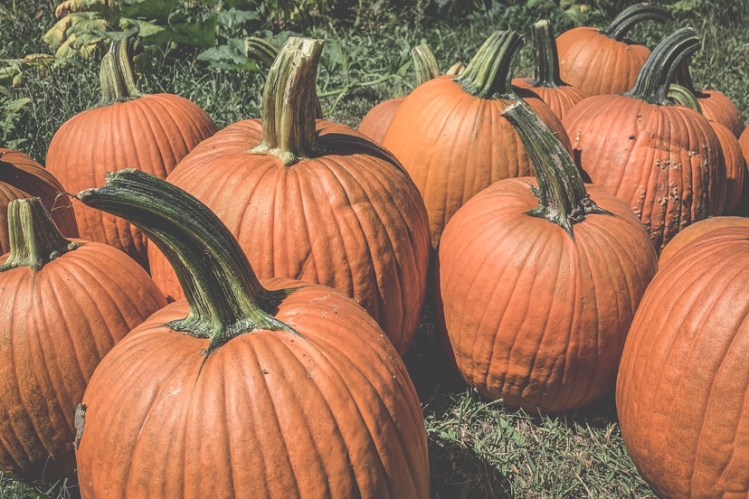 Seasonal Attractions – Dirt Poor Farm