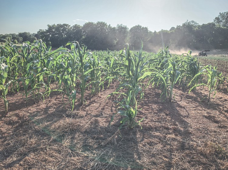 Seasonal Attractions – Dirt Poor Farm