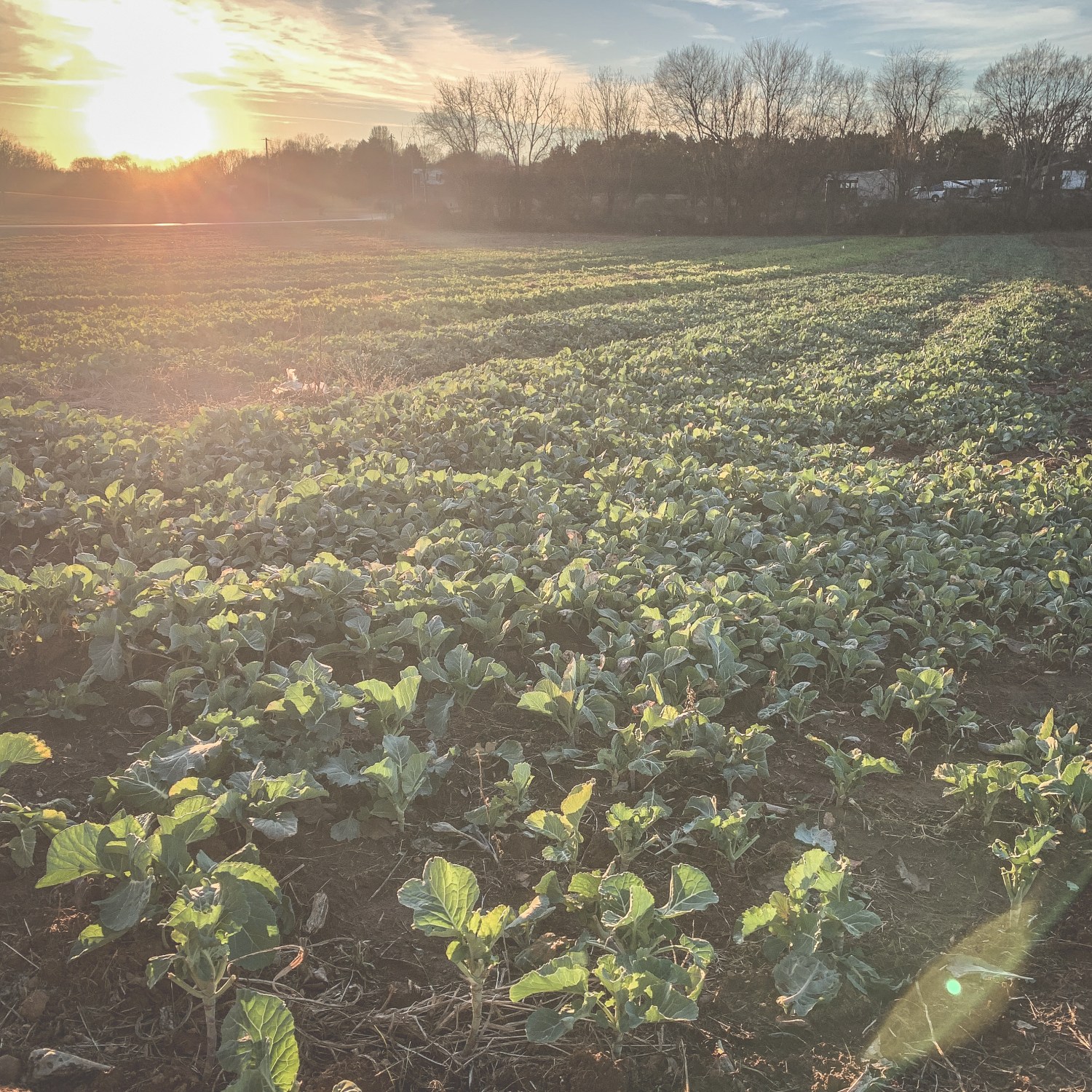 Dirt Poor Farm – Locally grown, farm fresh produce